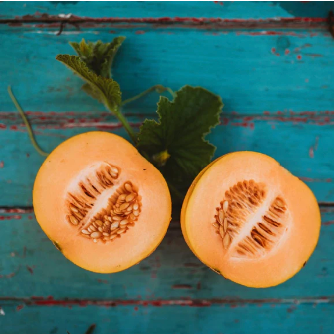 Minnesota Midget Melon – UCA Farm